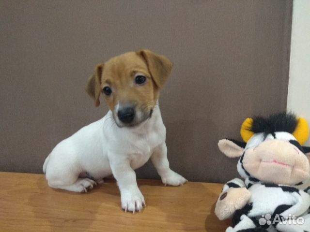 Джек Рассел терьер