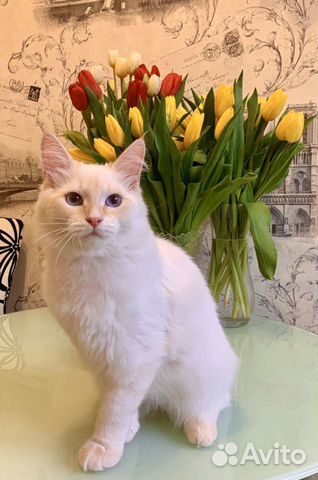 Невский маскарадный котёнок