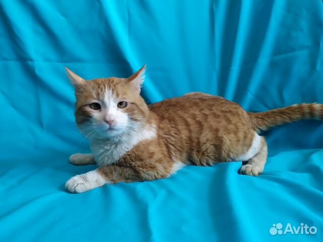 Кот в добрые руки