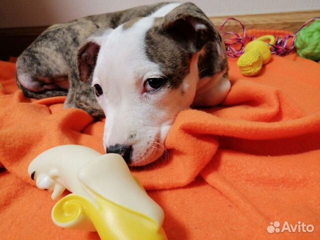 Ам. Стаффорд