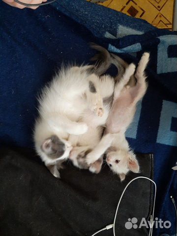 Котята в добрые руки. Все мальчики. Едят всё, к ту