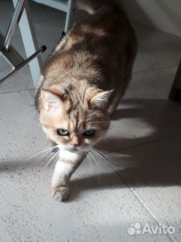 Кошка