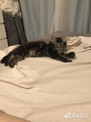 Кот мэй-кун