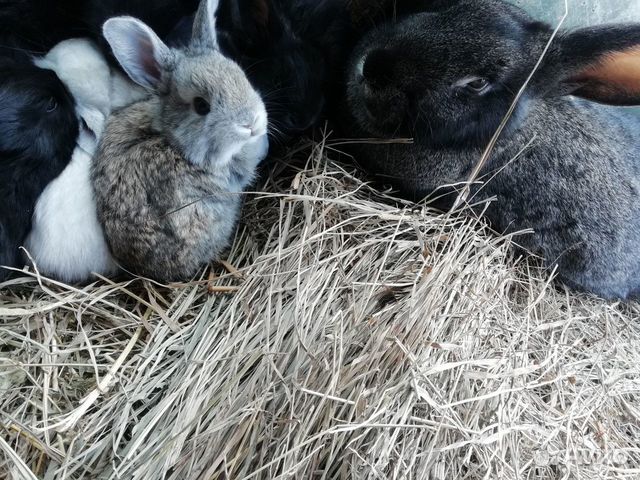 Крольчиха с крольчатами