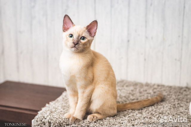 Котята для вас