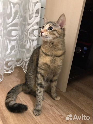 Молодая кошечка в добрые руки