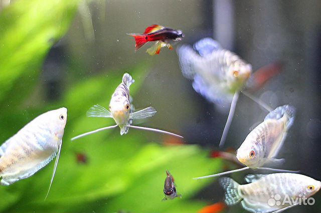 Перламутровые гурами самец и самочка