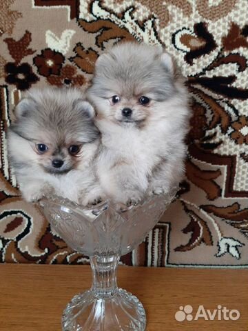 Мини красотки