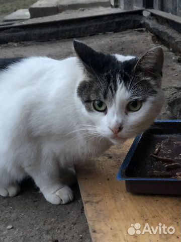 Кошка Муся