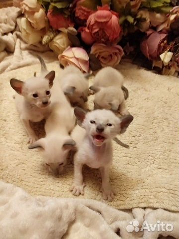 Ориентальные котята