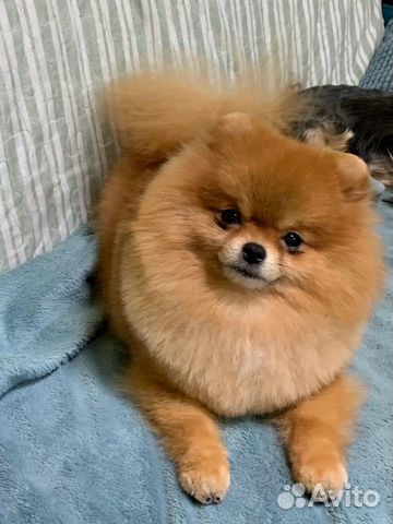 Эксклюзивная супер мини девочка-медвежонок