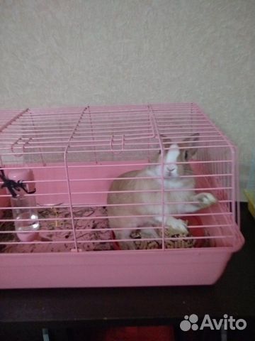 Карликовый кролик 5.5 месяцев + хомячек "джунгарик