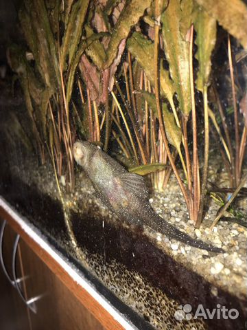 Анциструс звездчатый L181