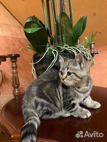 Британский мраморный котик