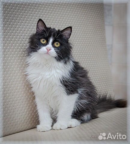 Павлина, котёнок 3,5 мес очень хочет домой