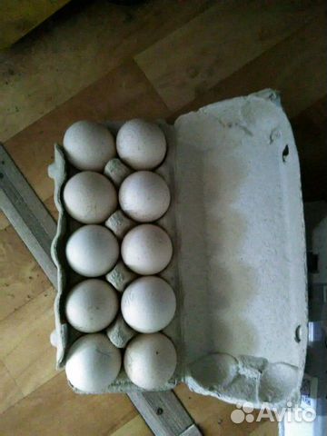 Инкубационное яйцо индейки