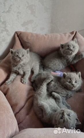 Котята британские