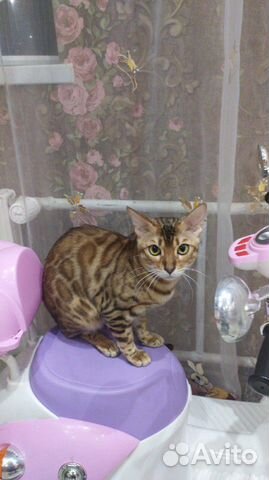 Бенгальская кошка
