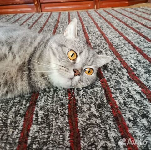 Шотландский кот