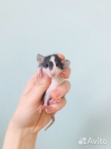 Крысы, крысята Дамбо. Черные, черно-белые Хаски