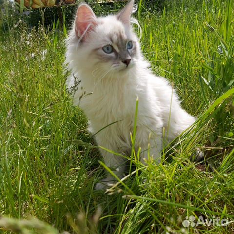 Невские маскарадные котики