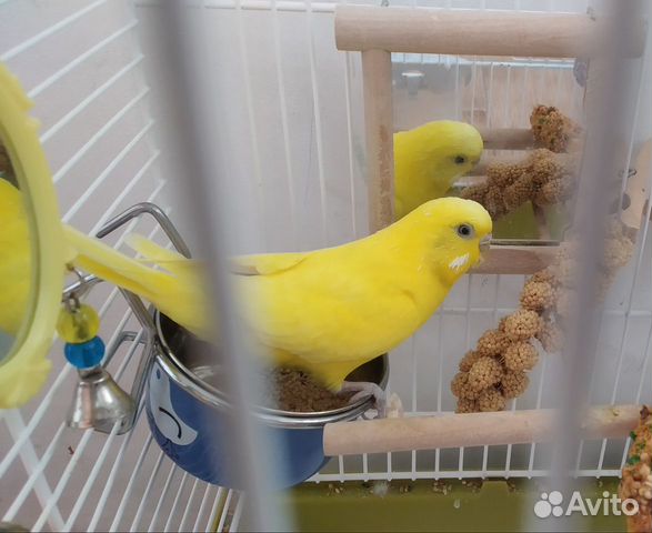 Попугай + Клетка