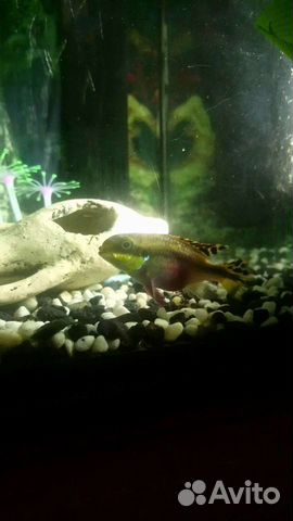 Пельвикахромис