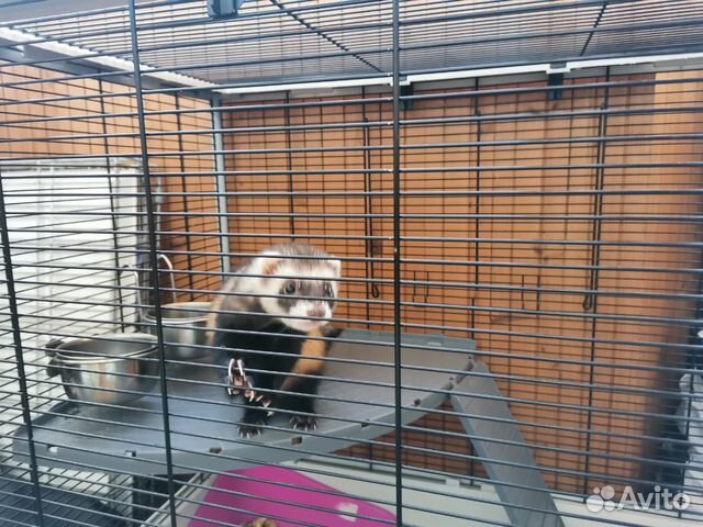 Хорек фретка (мини)