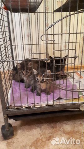 Кошки