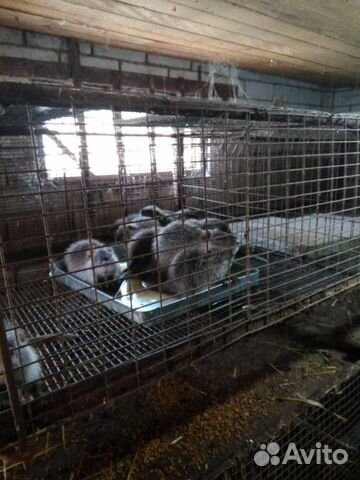 Нутрии серебро