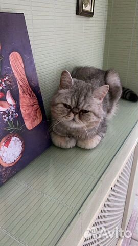Отдам котейку в добрые руки