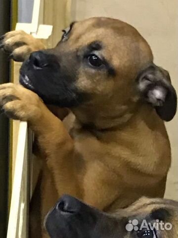 Ка де бо(малышка)