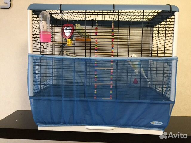 Пара волнистых с клеткой