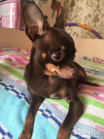 Той-терьер вязка