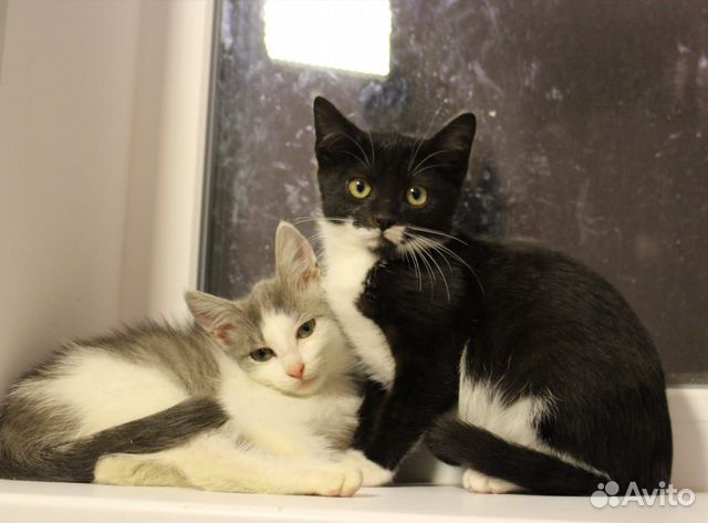 Котенок чёрно-белый