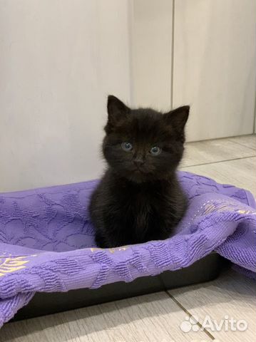 Самый милый котёночек 1 мес