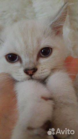 Британский котенок