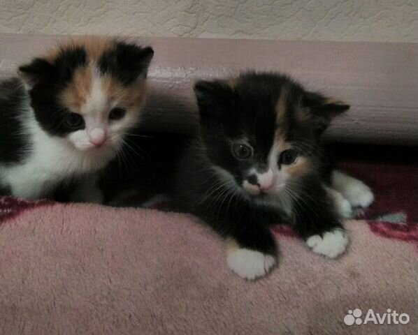Две очаровательных кошечки ищут добрые руки
