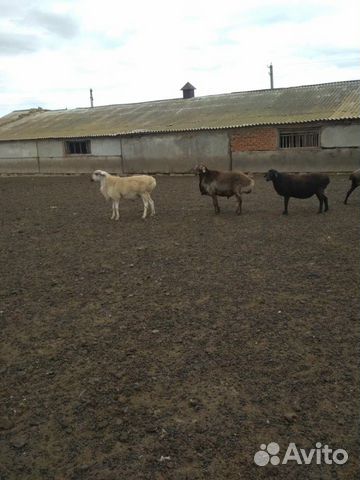 Бараны на племя гиссары