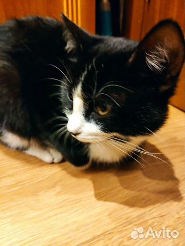 Кошка по имени Мята в добрые руки