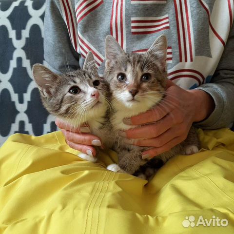 Весёлые котодетки ищут дом