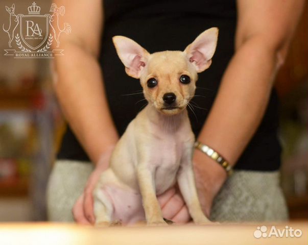 Жемчужные мини девочки, док-ты РКФ