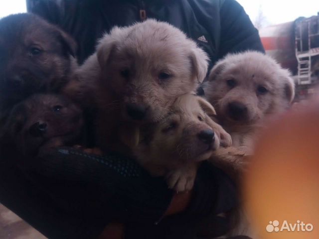 Двортерьеры