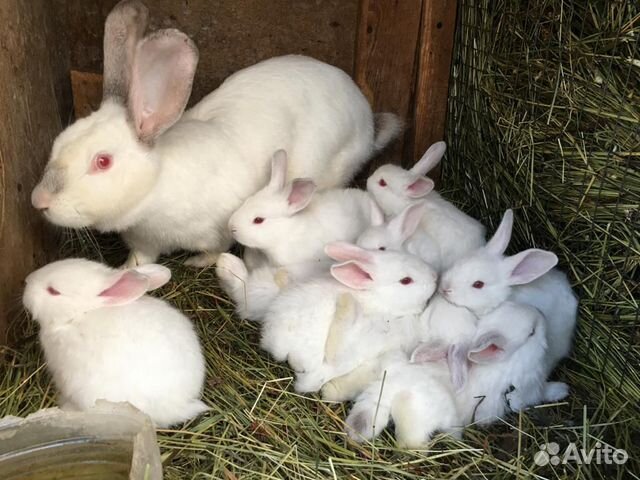 Крольчиха молодая плодовитая
