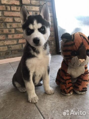 Сибирский хаски