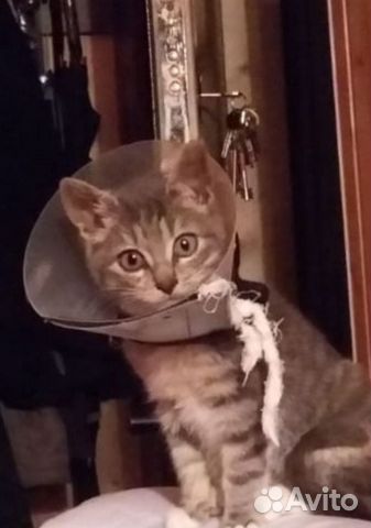 Кошка