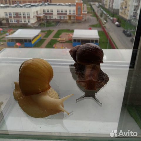 Улитки ахатины бесплатно