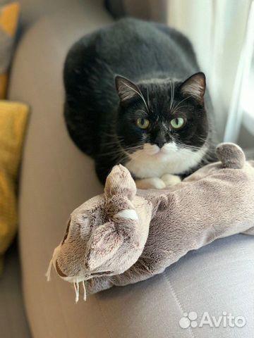 Взрослая кошка Вишня