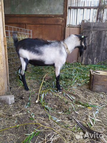 Альпийский козел вязка