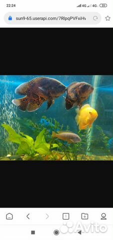 Рыба Астронотус